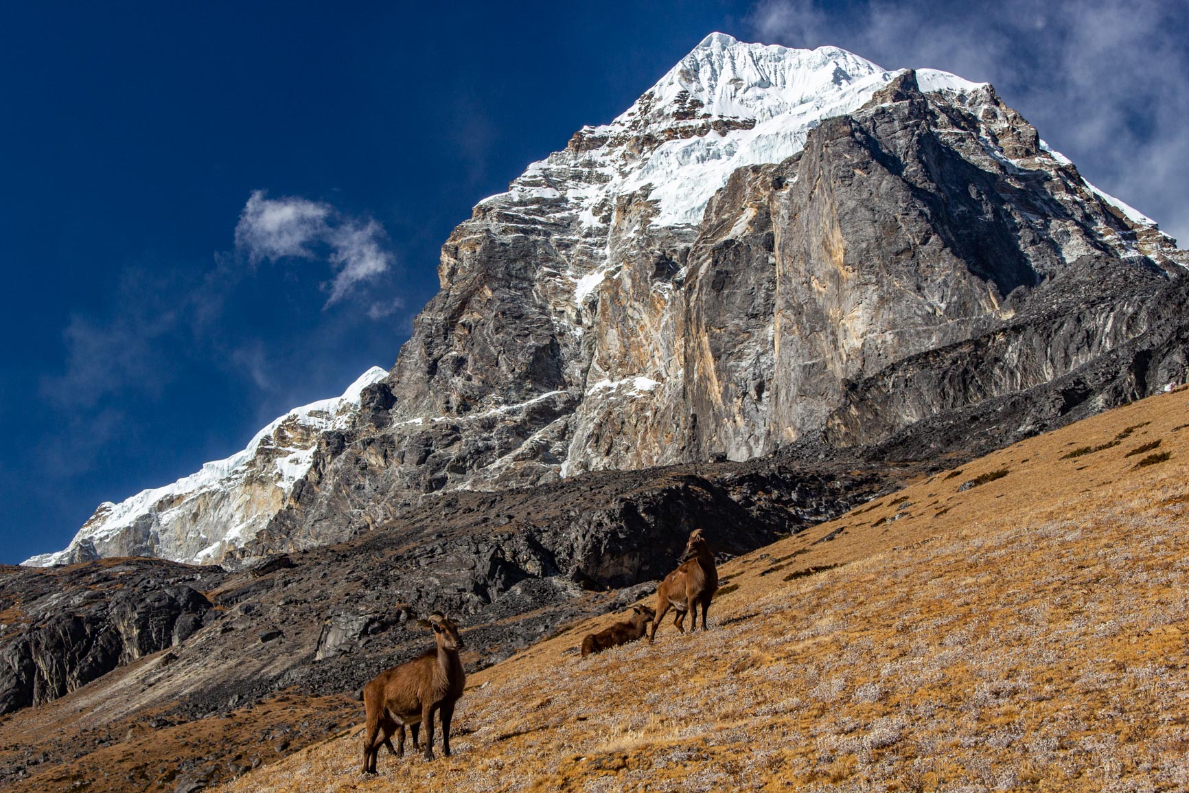 Mountain Photo: Himalayan Tahrs in front of Taboche - Poster and Art ...